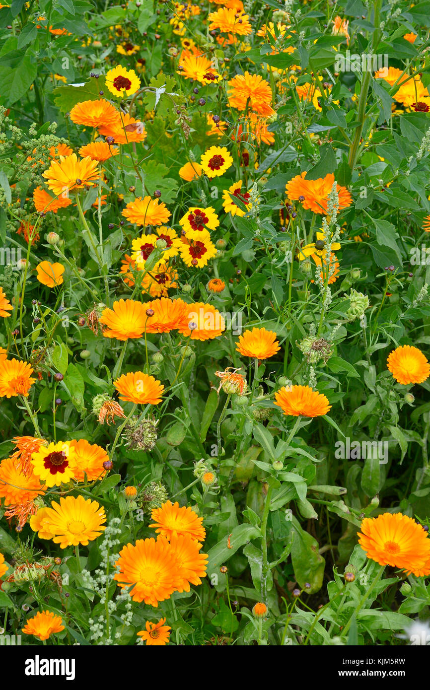 Flower marigolds hi-res stock photography and images - Alamy