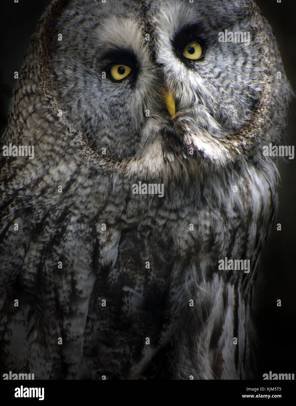 Old man owl hi-res stock photography and images - Alamy