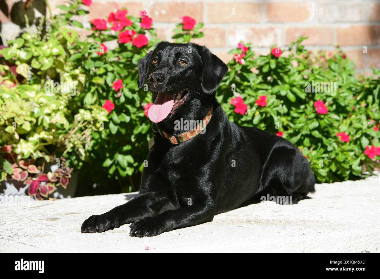 Black lab panting hi-res stock photography and images - Alamy