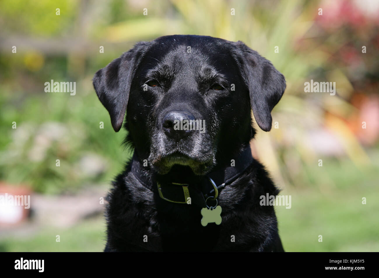 Black labrador looking up hi-res stock photography and images - Alamy