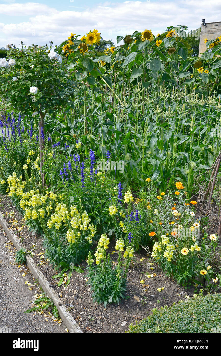 Country vegetable garden hi-res stock photography and images - Alamy