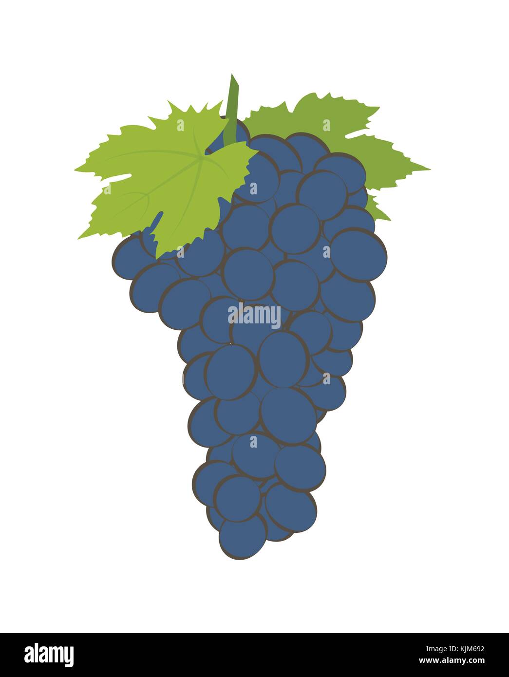 Grapevine green purple grapes Stock Vector Images - Alamy