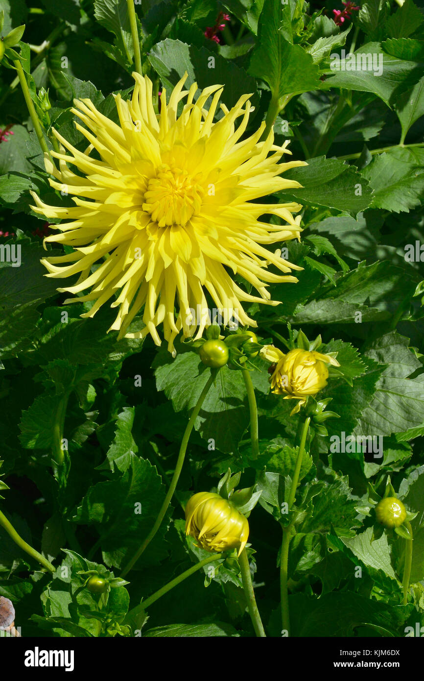 Close up of Dahlia 'Yellow Star' in a flower border of a cottage garden ...