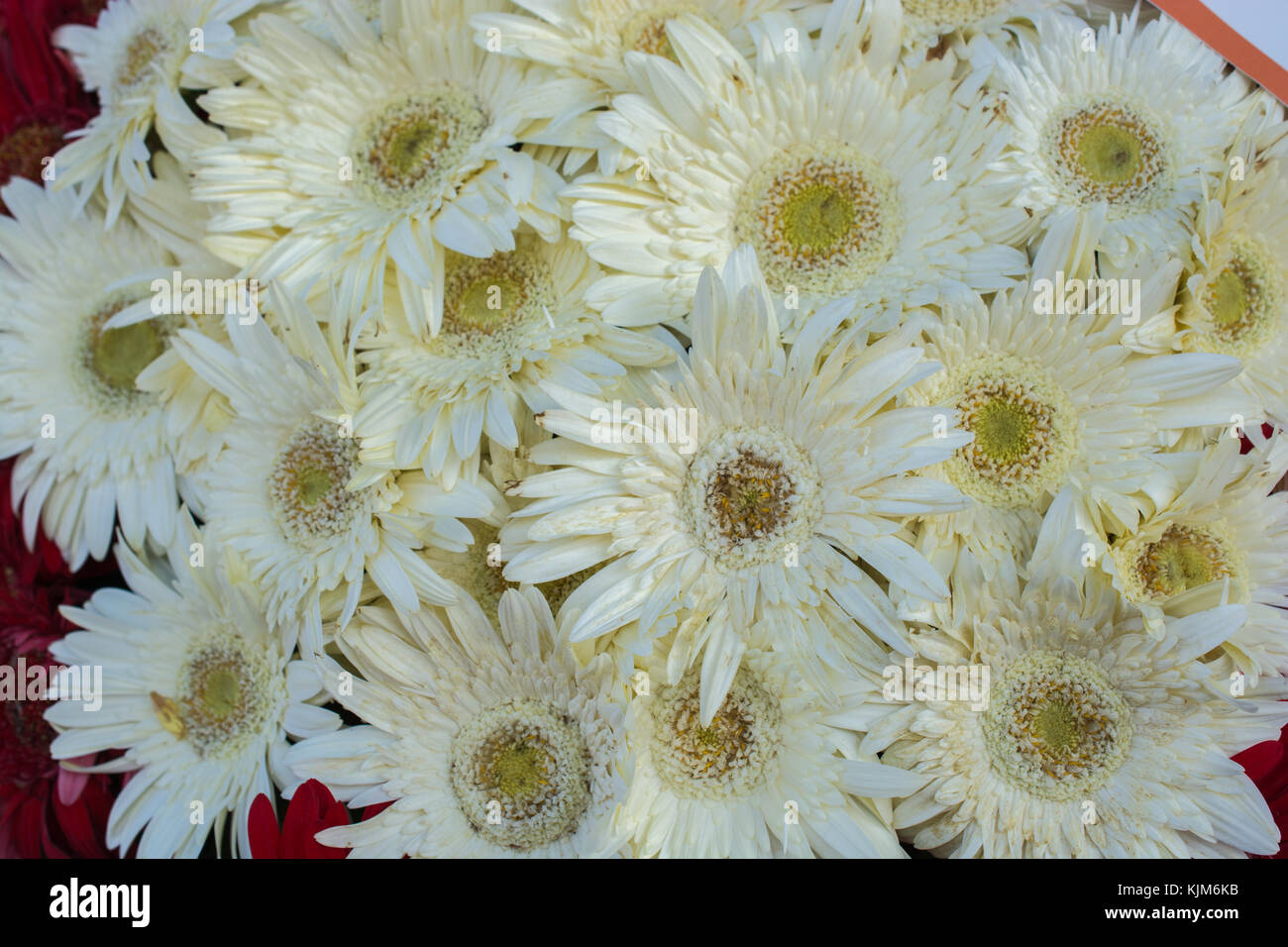 Beautiful fresh flowers as a background Stock Photo - Alamy