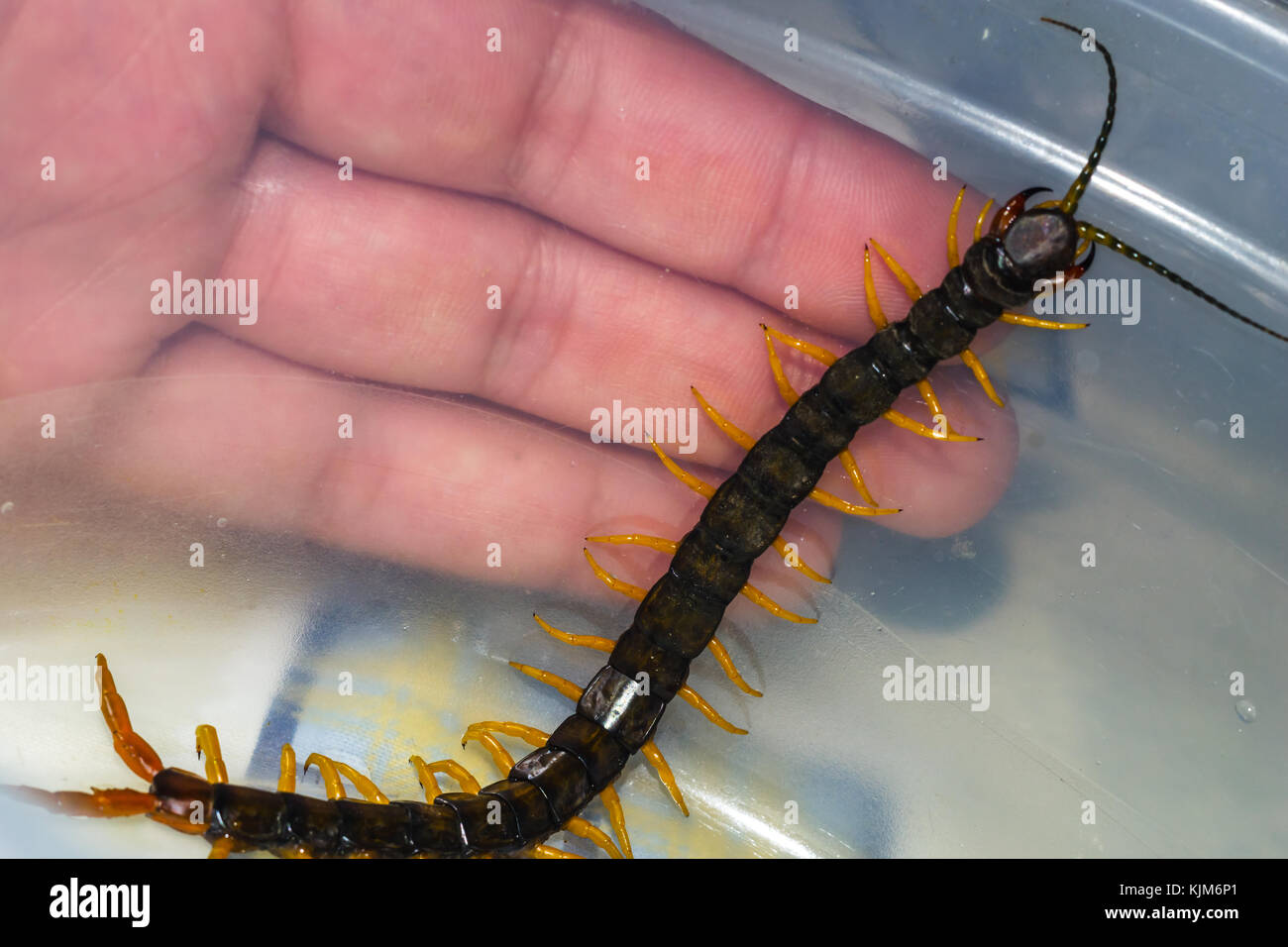 Centipede close-up macro photo of white background, isolated Stock ...
