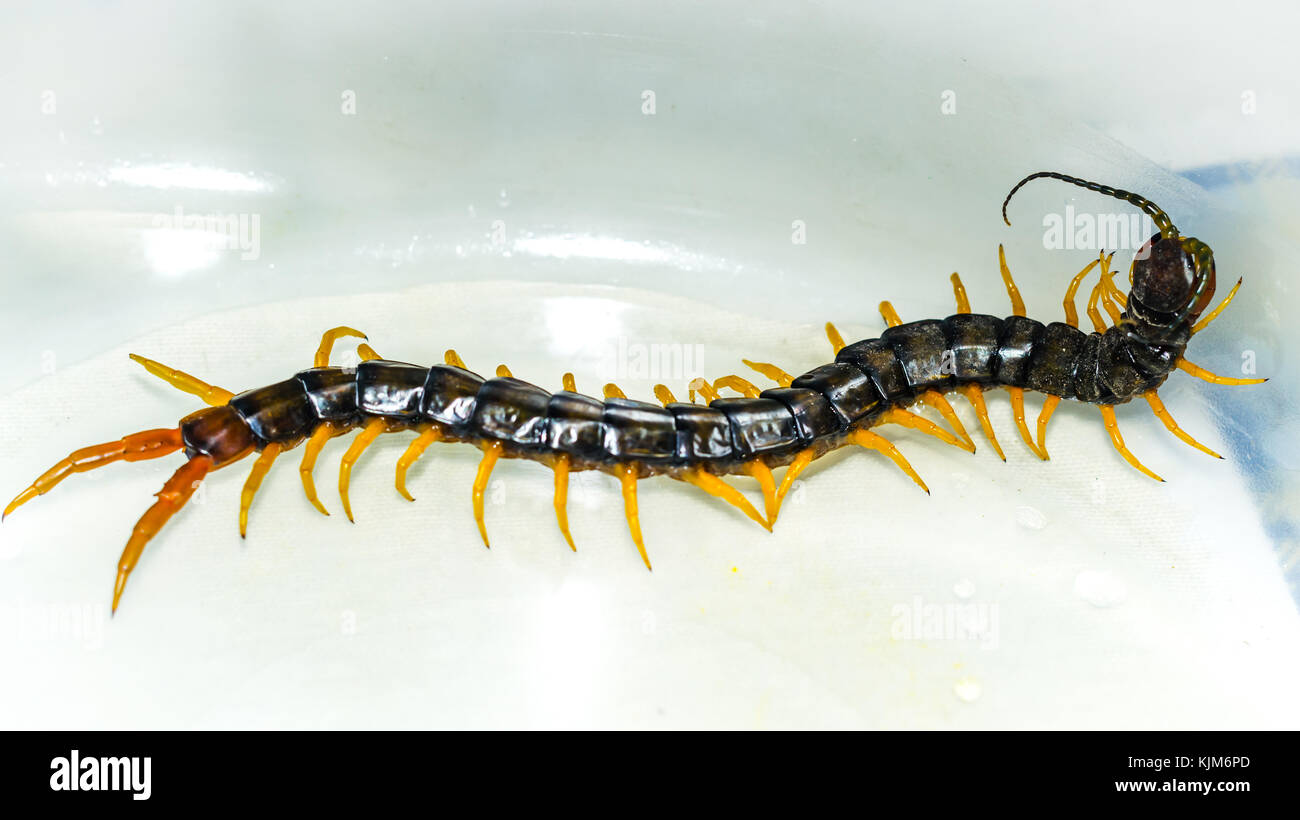Centipede close-up macro photo of white background, isolated Stock ...