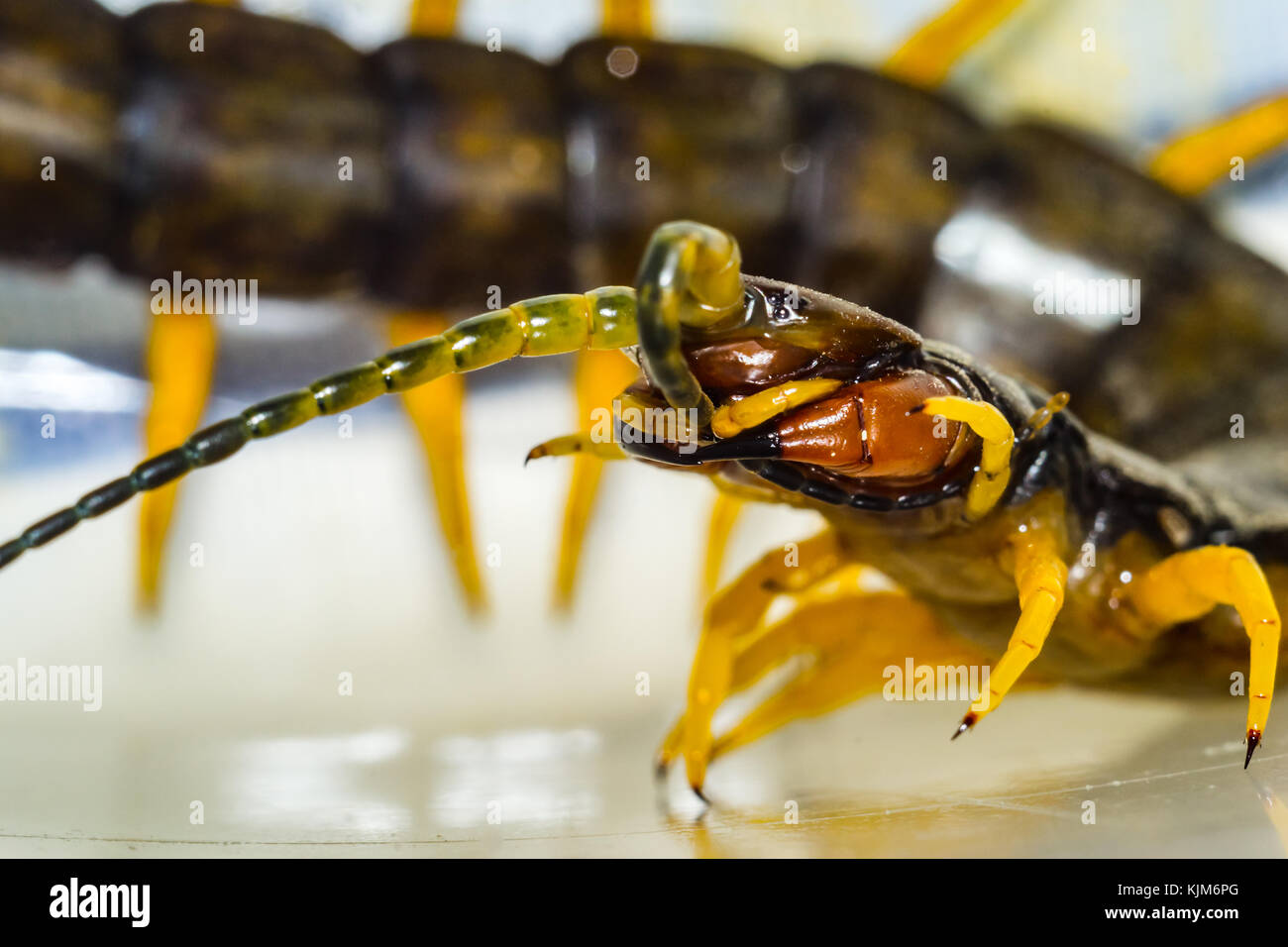 Centipede close-up macro photo of white background, isolated Stock ...