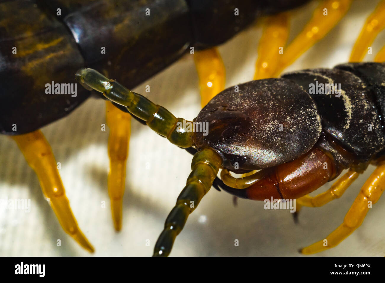 Centipede close-up macro photo of white background, isolated Stock ...