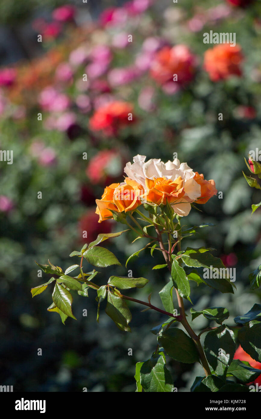 Blooming beautiful colorful roses in the garden background Stock Photo ...