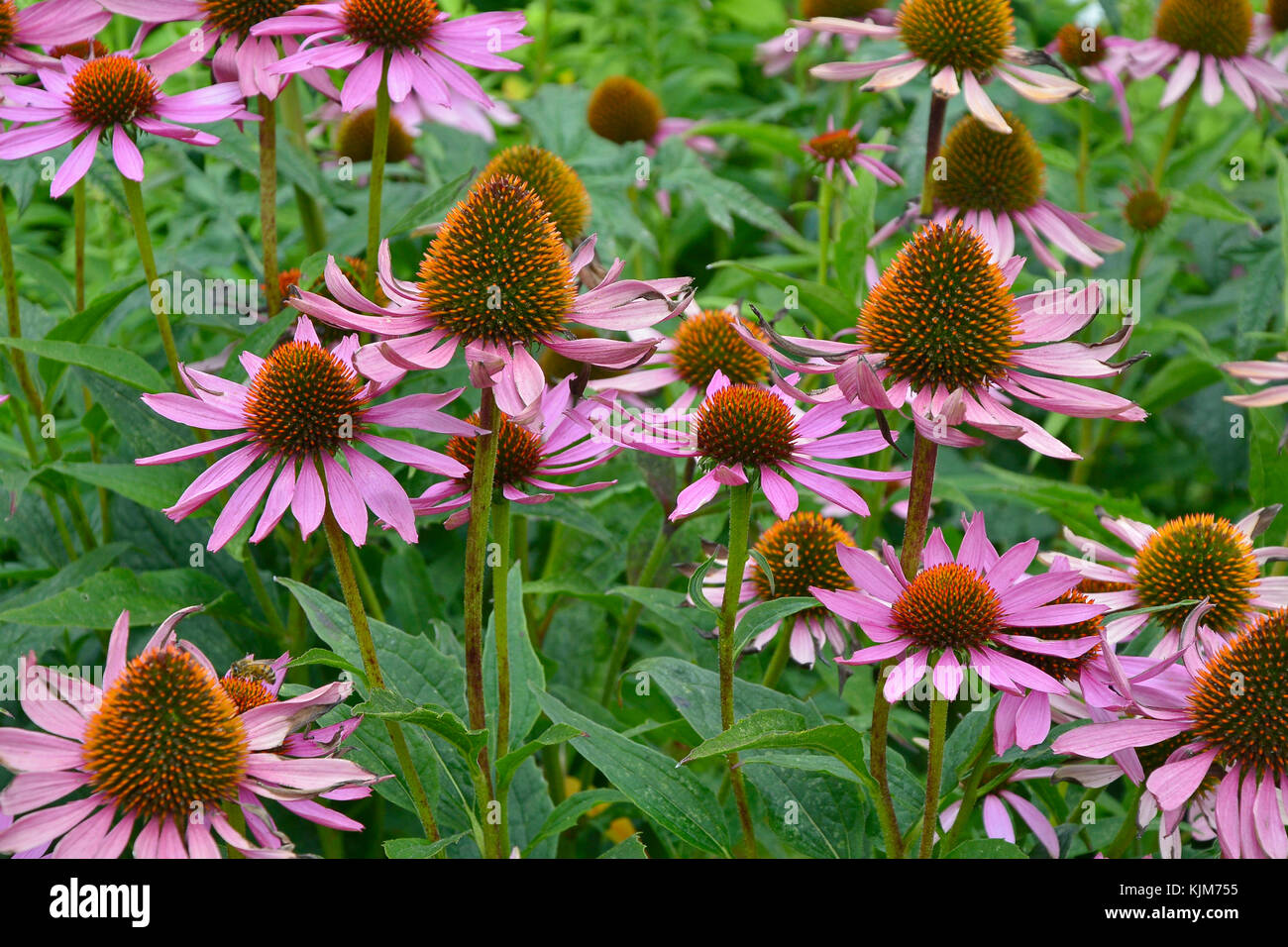 Close up of coneflower flowers or echinacea in the garden hi-res stock ...