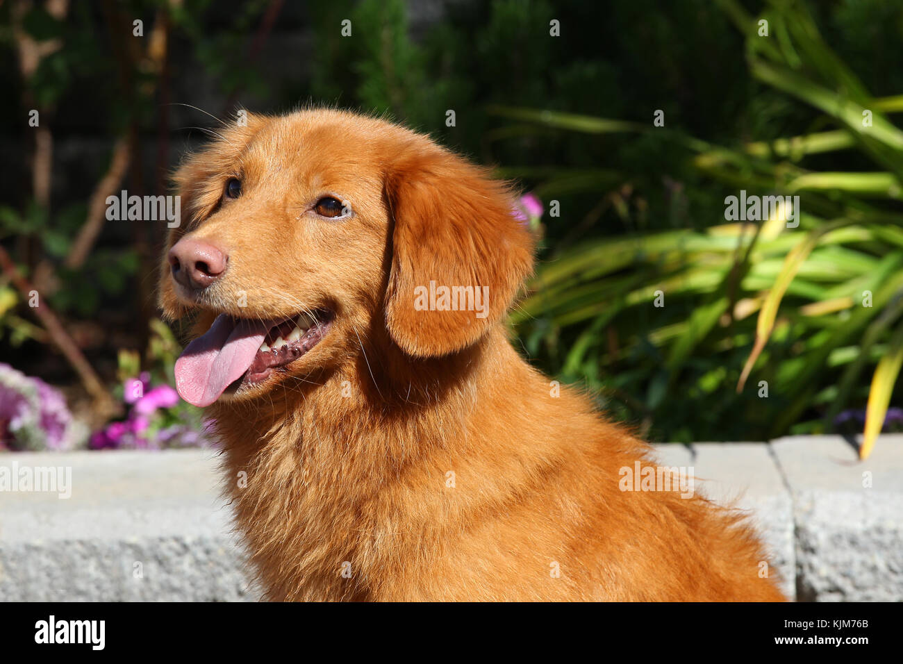 Sitting toller hi-res stock photography and images - Alamy