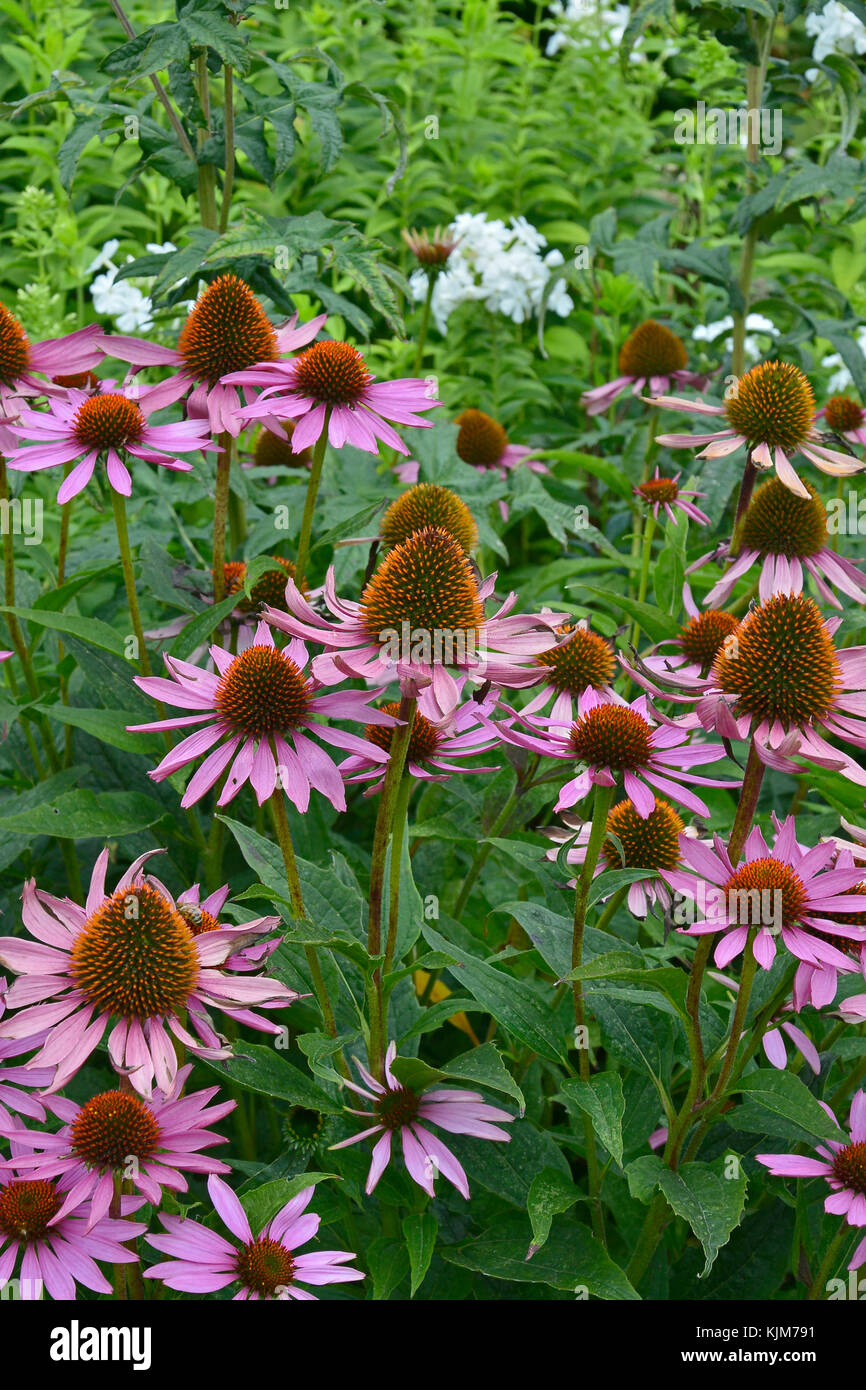 Close up of coneflower flowers or echinacea in the garden hi-res stock ...