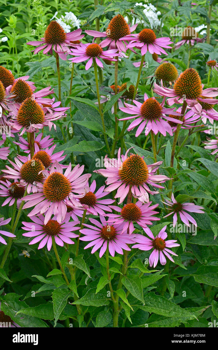 Close up of Echinacea purpurea in agarden flower border Stock Photo - Alamy
