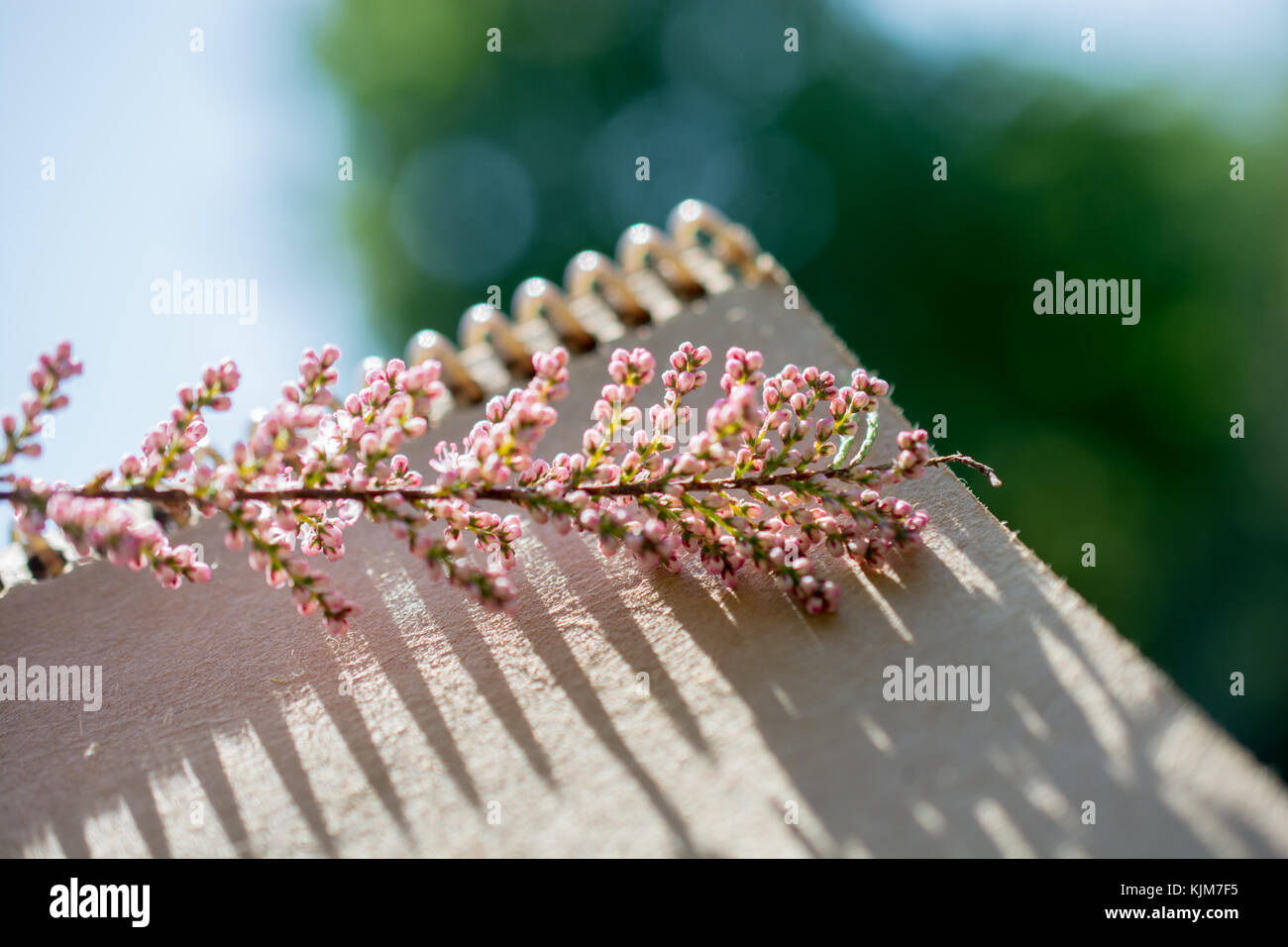 Colorful wild spring flowers in onbrown background Stock Photo - Alamy
