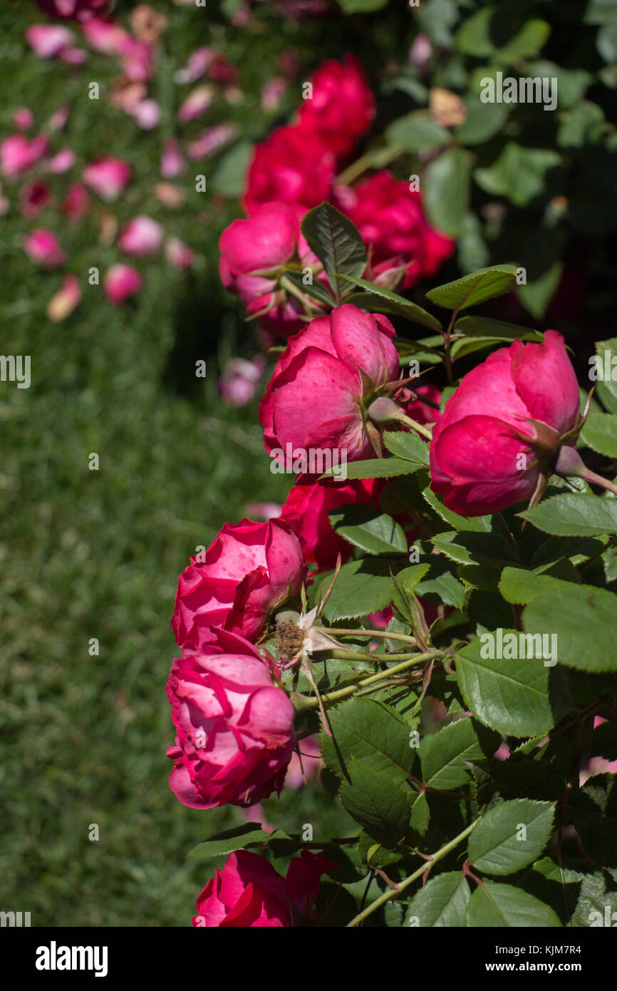 Blooming beautiful colorful roses in the garden background Stock Photo ...