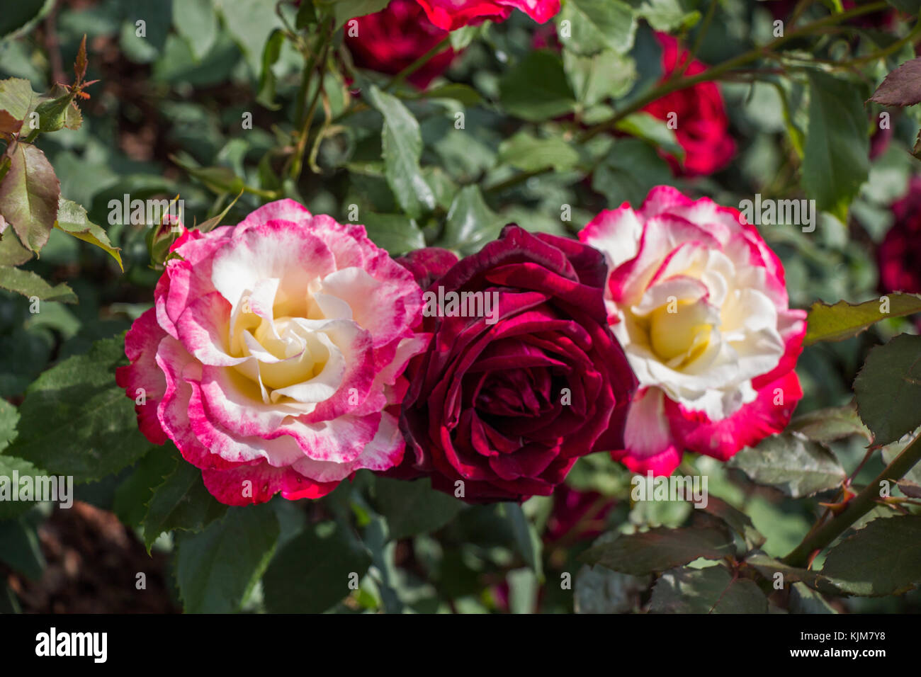 Blooming beautiful colorful roses in the garden background Stock Photo ...