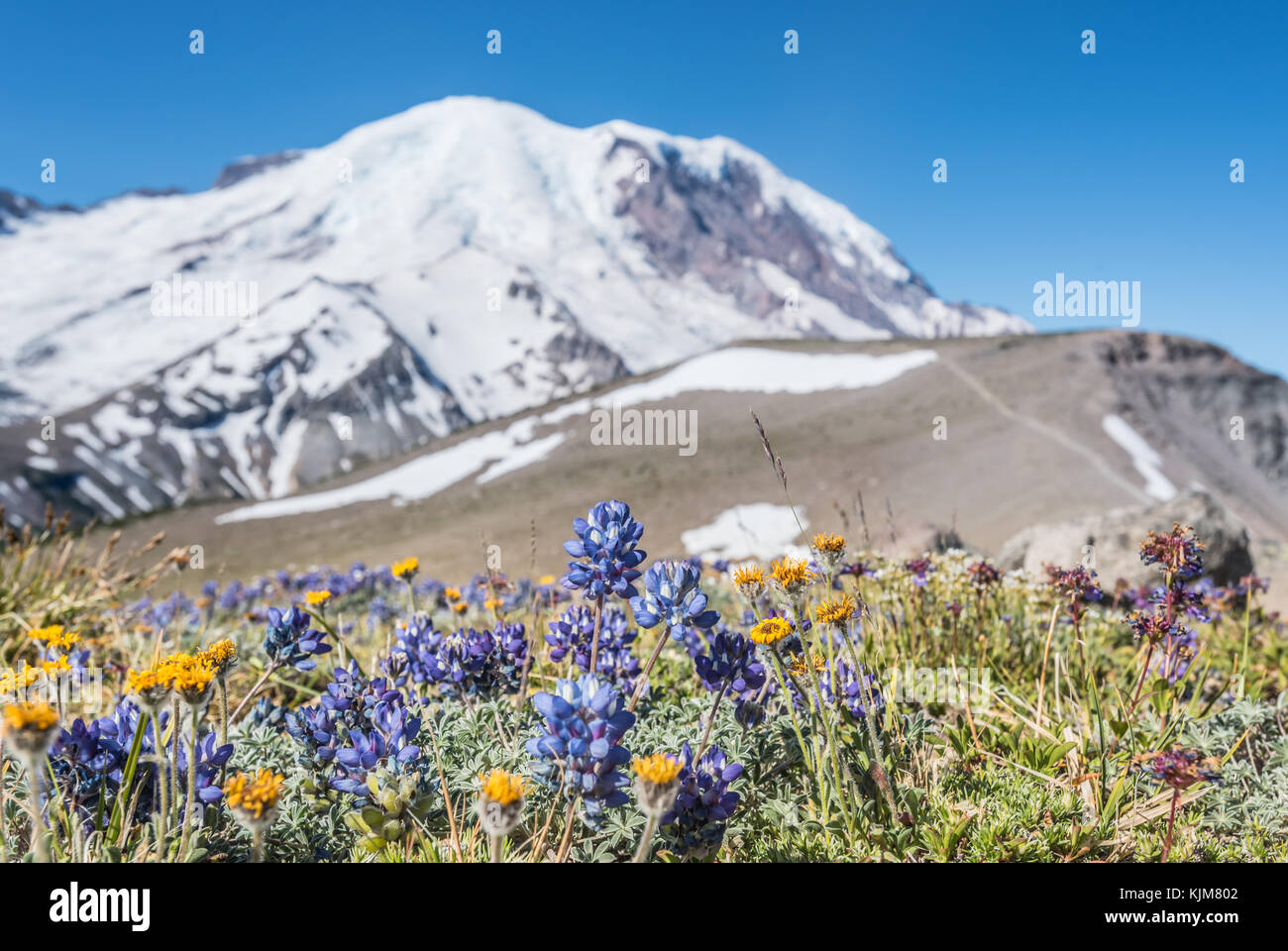 Alpine Flowers in front of Mount Rainier in summer Stock Photo - Alamy