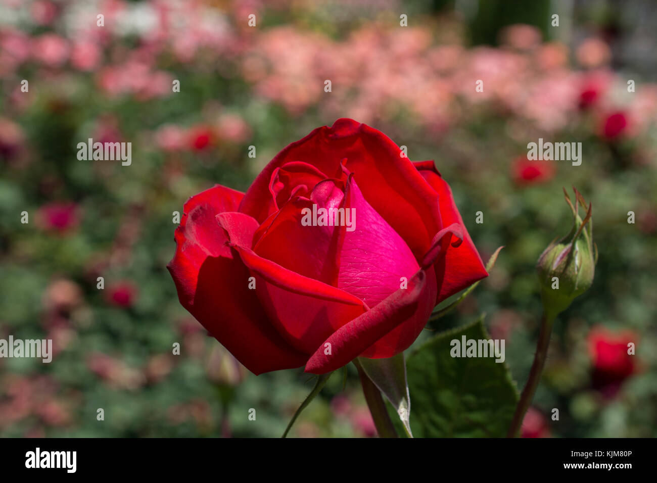 Beautiful colorful Rose Flower on garden background Stock Photo - Alamy