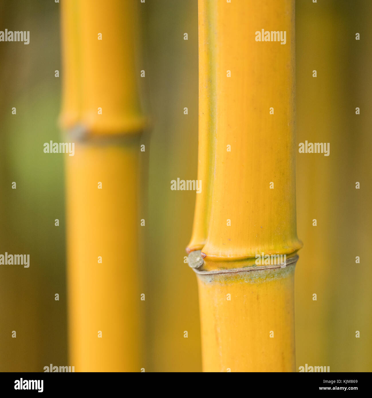 stem and knots on yellow bamboo plant Stock Photo - Alamy