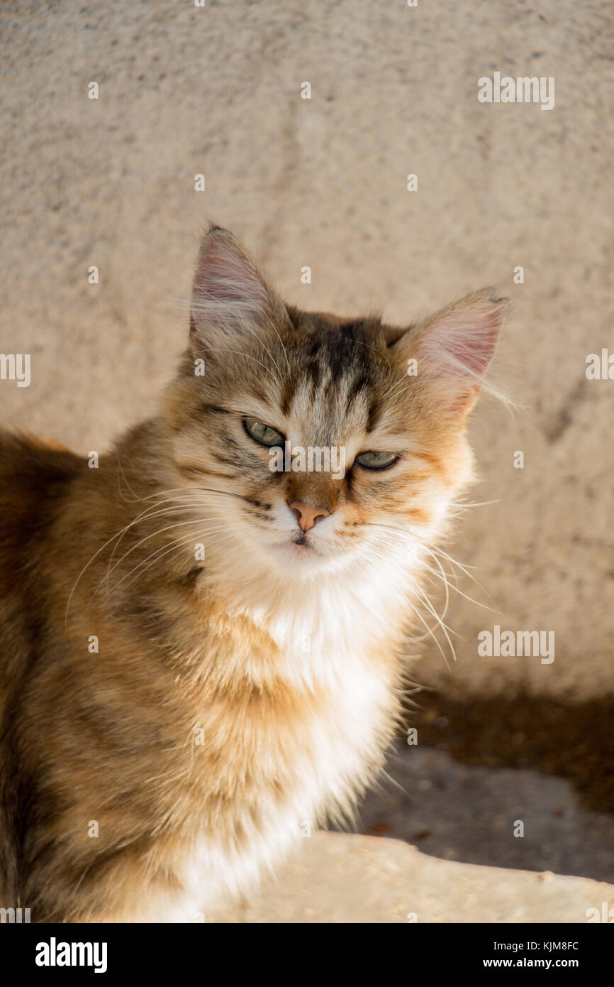 Stray cat seen in the street of the city Stock Photo - Alamy