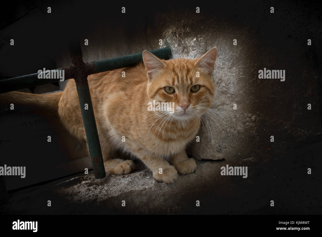 Stray cat seen in the street of the city Stock Photo - Alamy