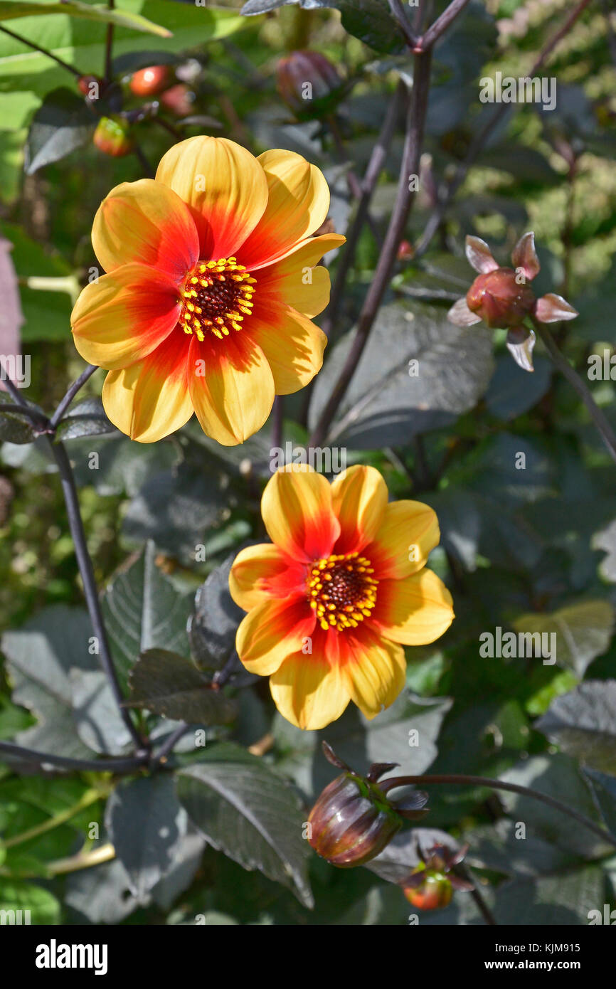 Close up of Dahlia 'Moonfire' in a garden border Stock Photo - Alamy
