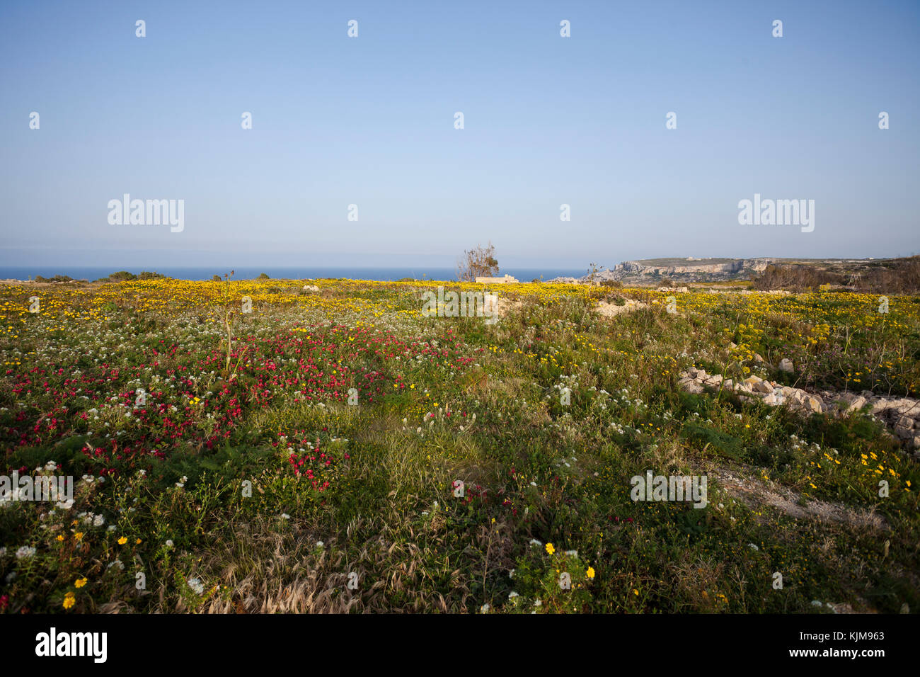 Wildflower in Spring Gozo, Malta Stock Photo - Alamy