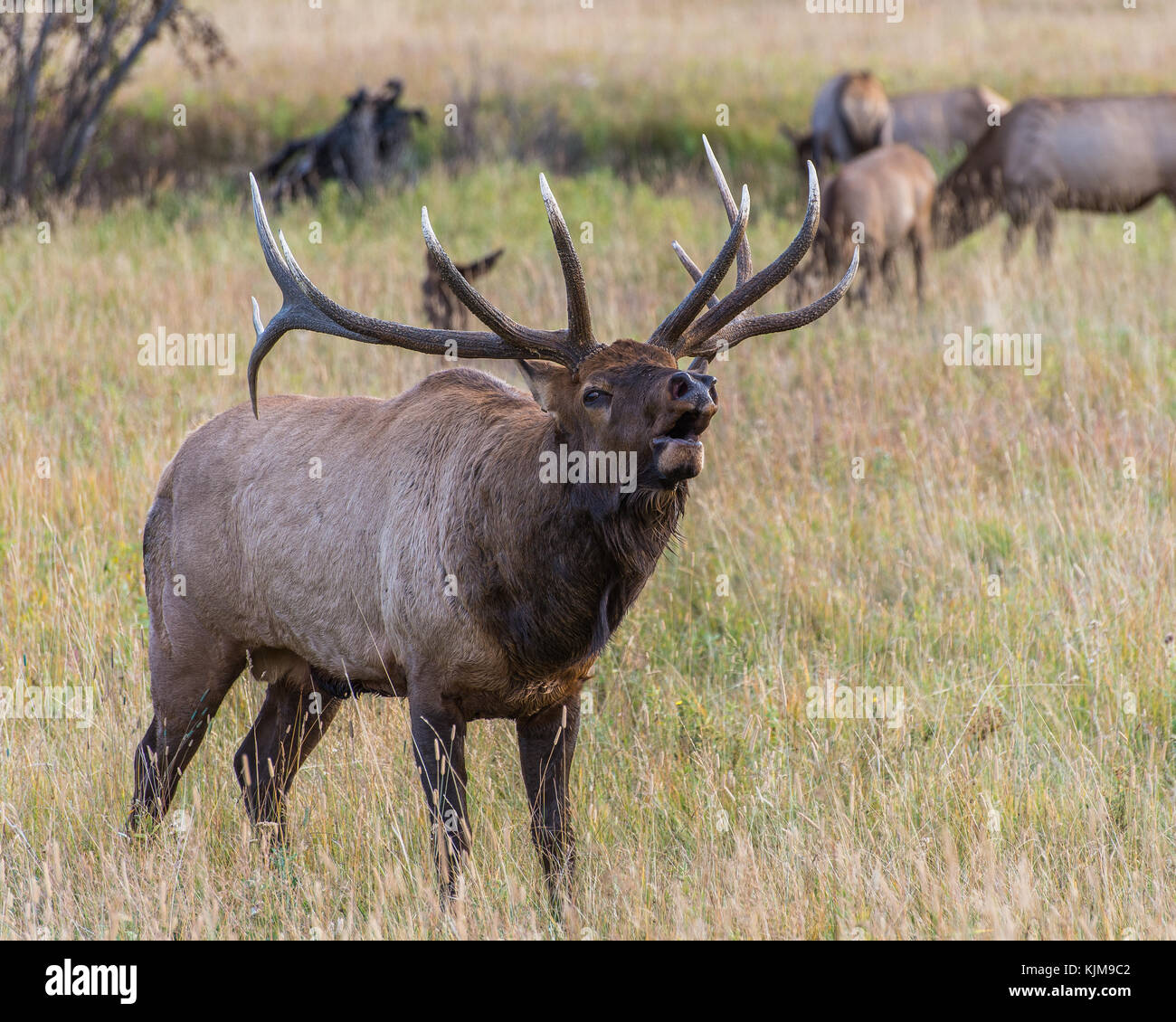Bugling elk hi-res stock photography and images - Alamy