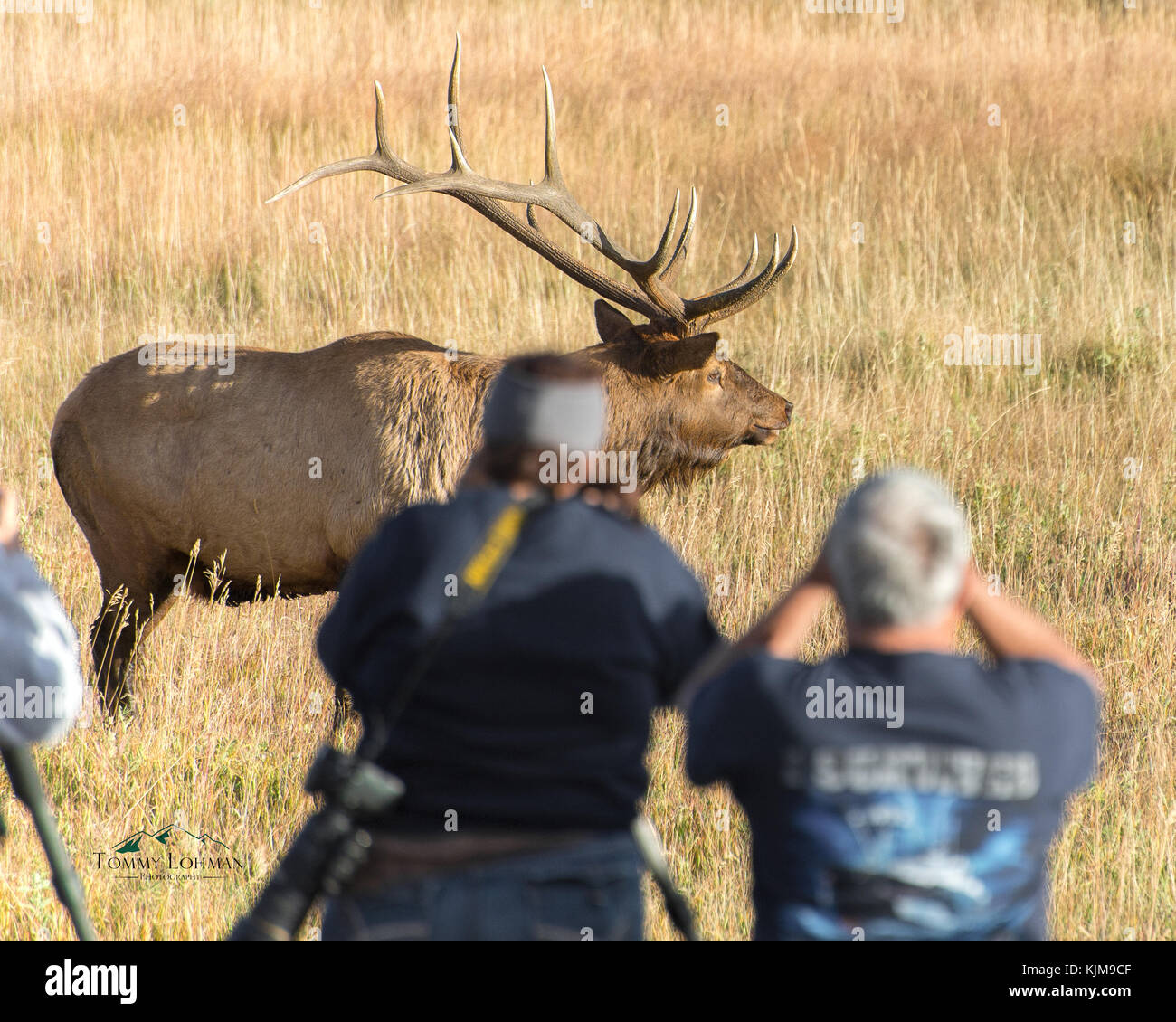 Standing Too Close Elk Stock Photo - Alamy