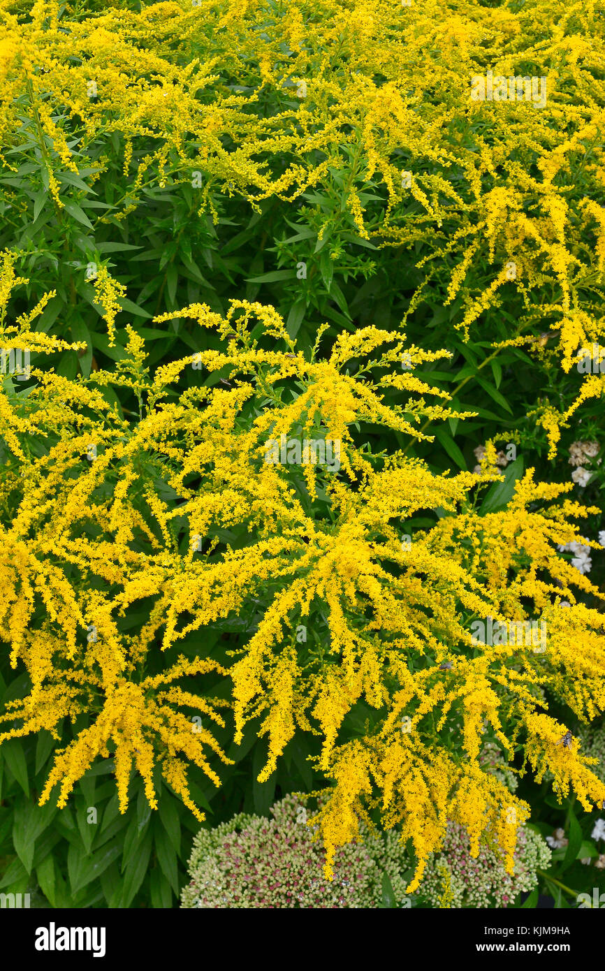 Golden showers hi-res stock photography and images - Alamy