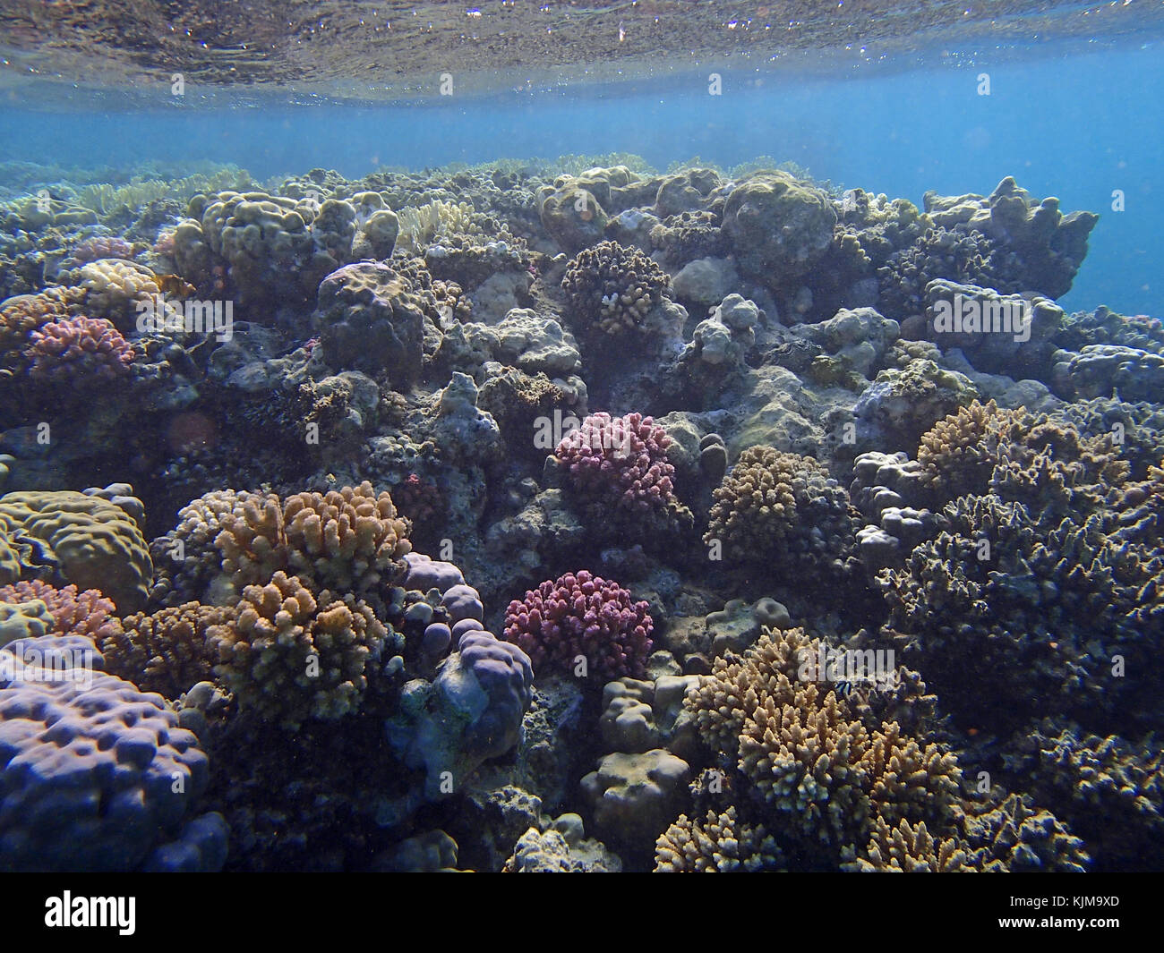 colorful red sea of egypt Stock Photo - Alamy
