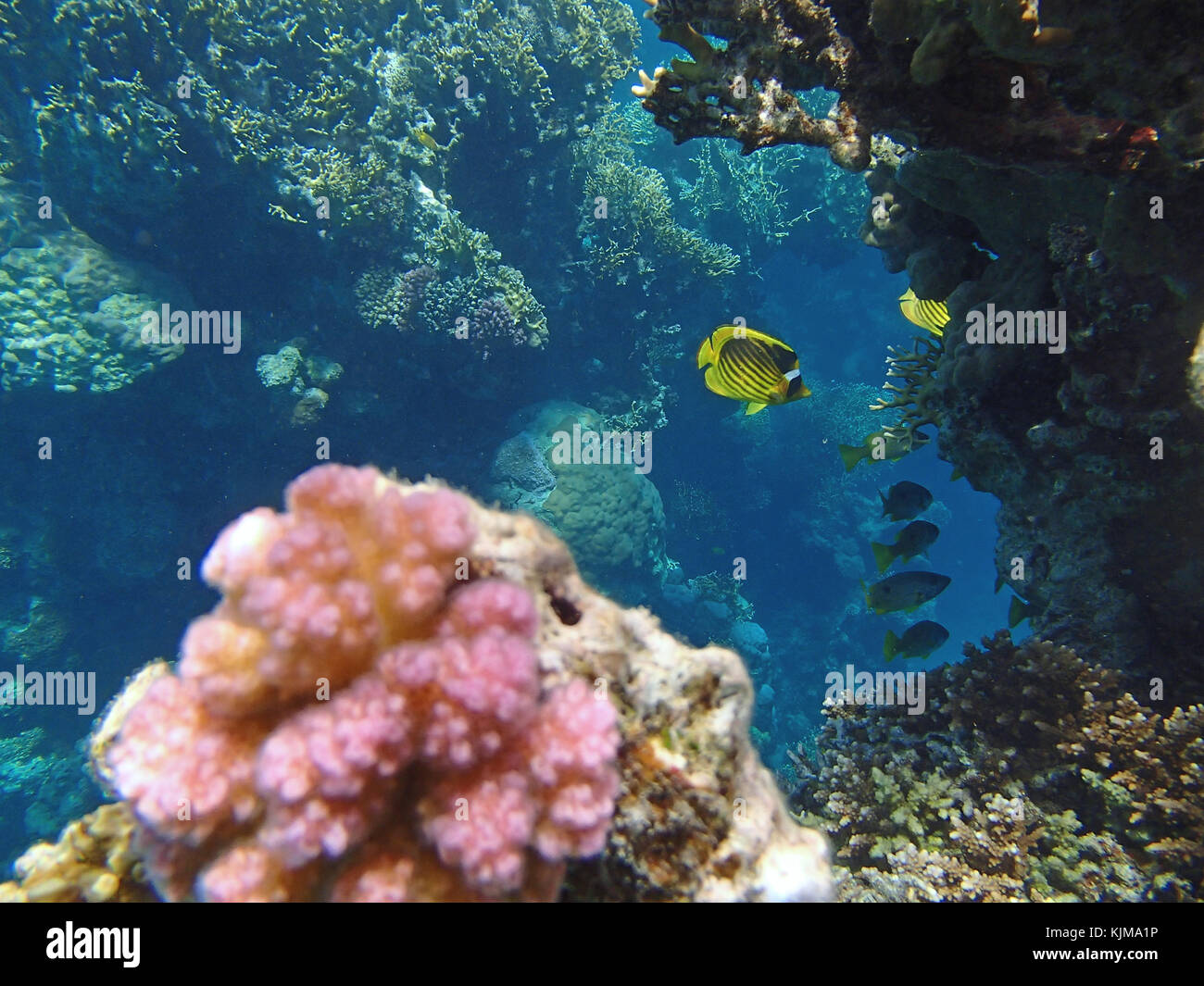 colorful red sea of egypt Stock Photo - Alamy