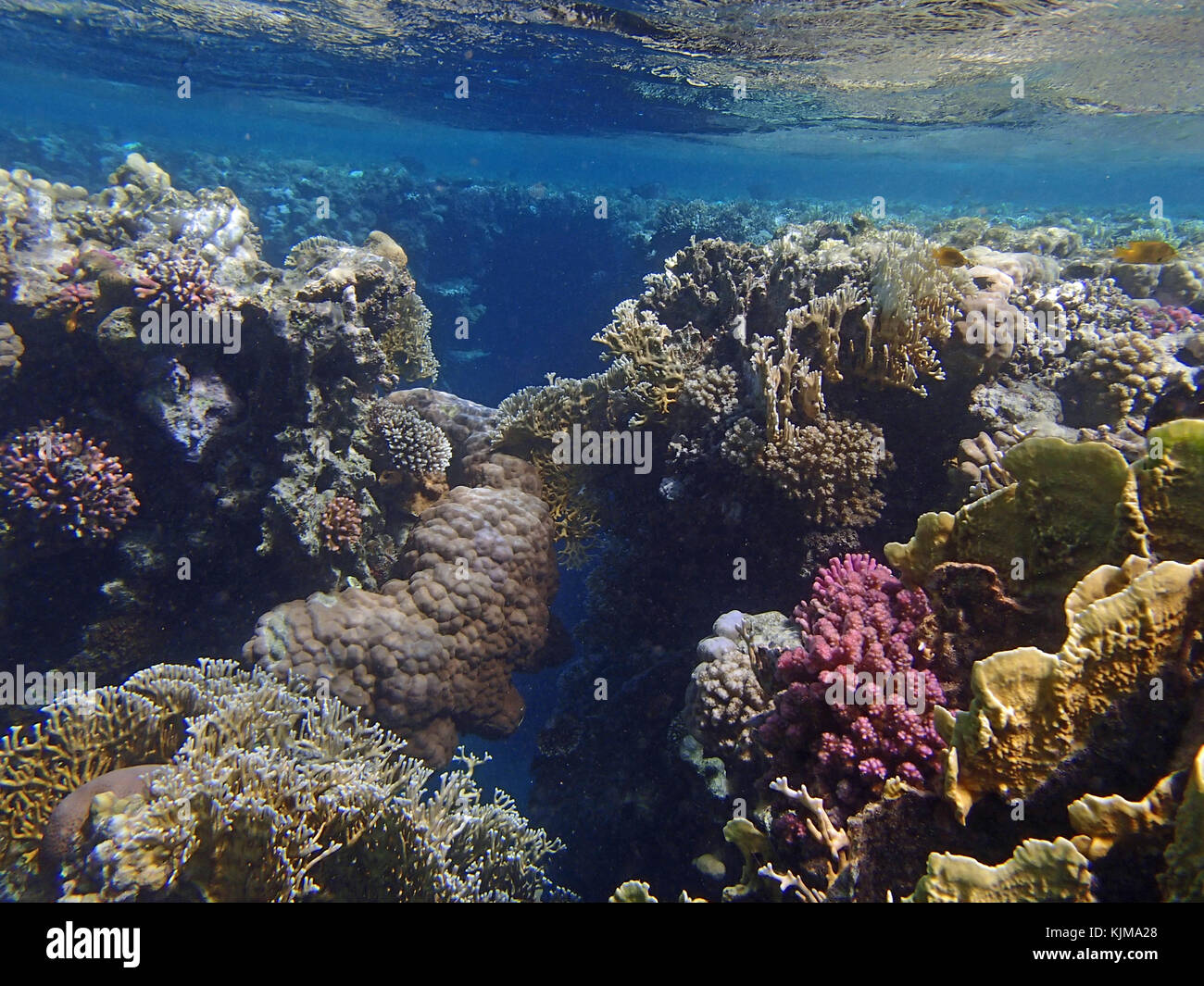 colorful red sea of egypt Stock Photo - Alamy