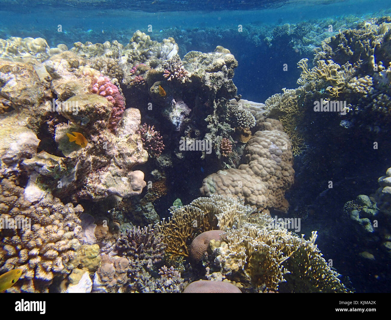 colorful red sea of egypt Stock Photo - Alamy