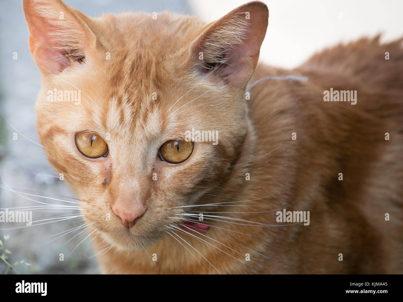Cat, Yellow Cats, pets, domestic cat Stock Photo - Alamy