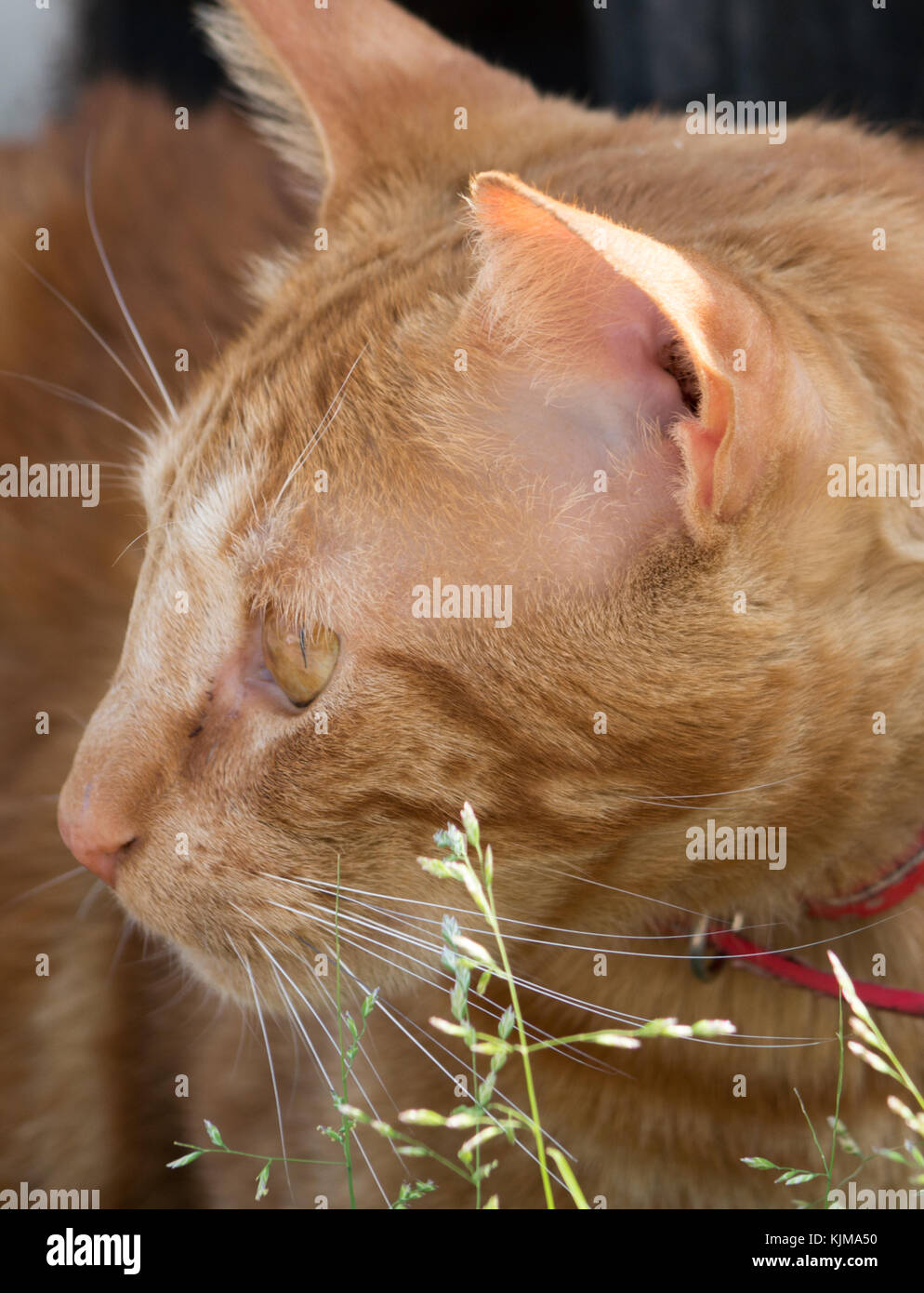 Yellow cats hi-res stock photography and images - Alamy