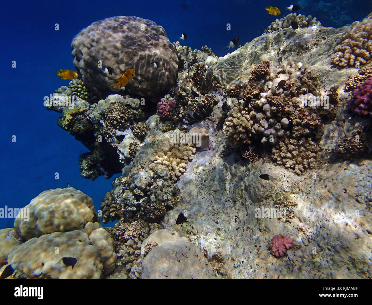 snorkeling in the colorful red sea Stock Photo - Alamy