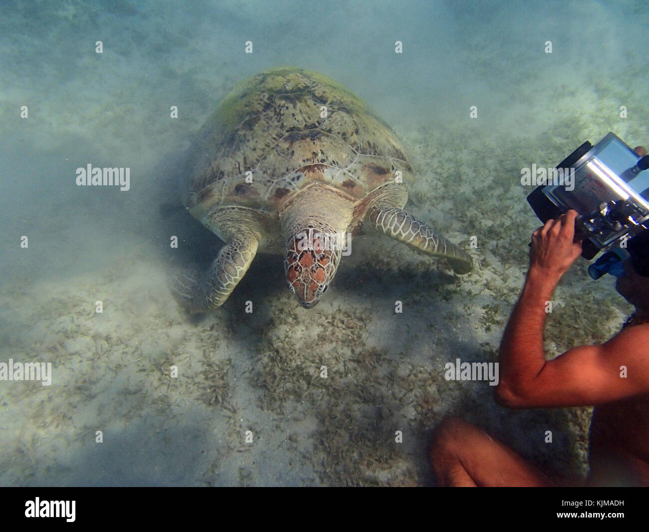 turtle in the red sea Stock Photo - Alamy
