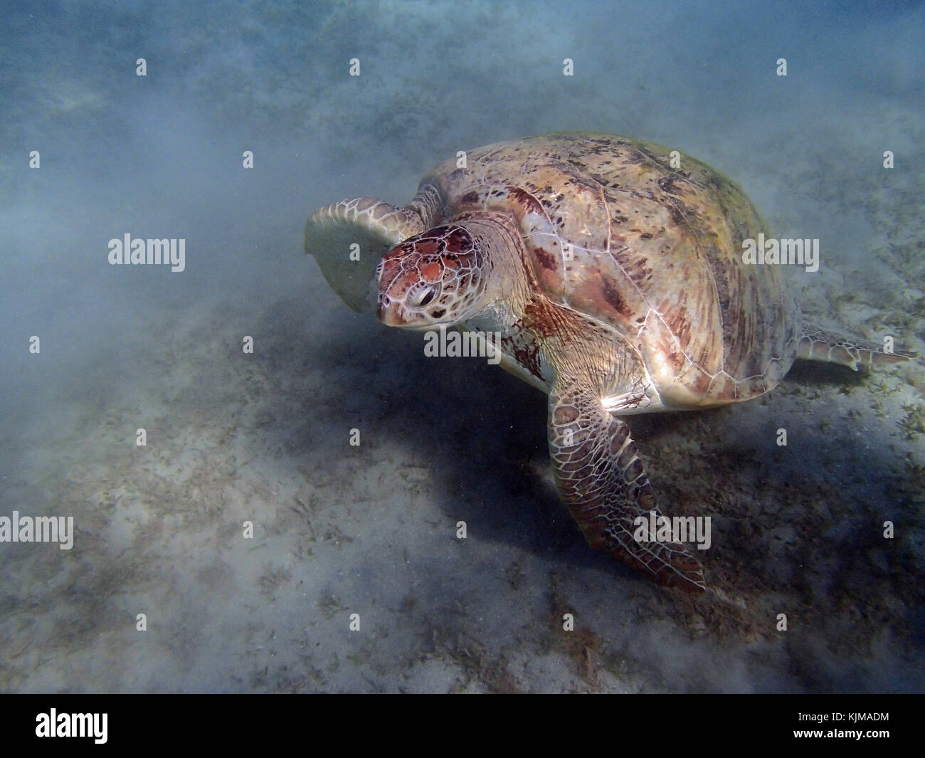 turtle in the red sea Stock Photo - Alamy