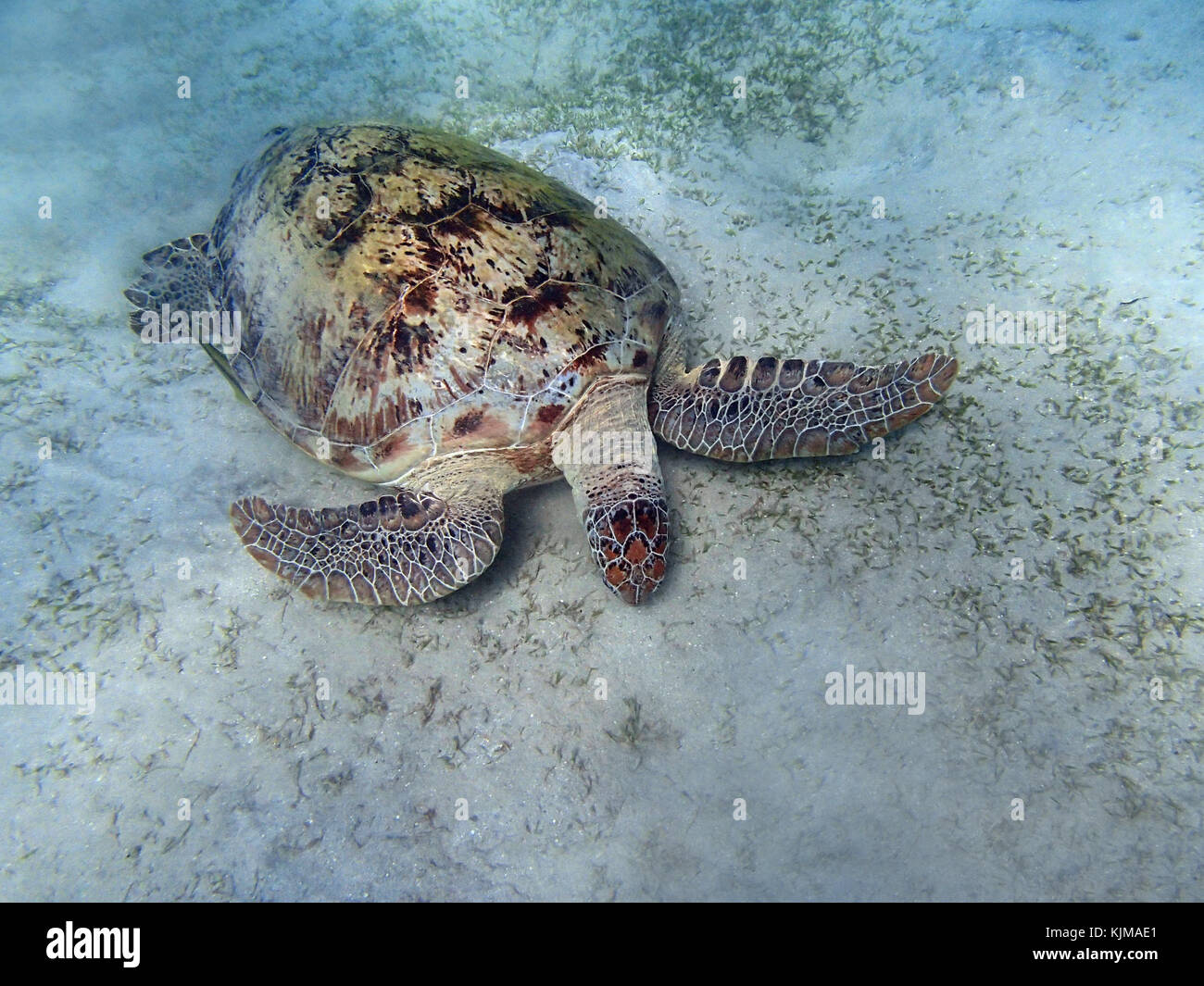 turtle in the red sea Stock Photo - Alamy