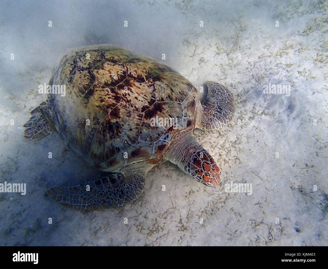 turtle in the red sea Stock Photo - Alamy