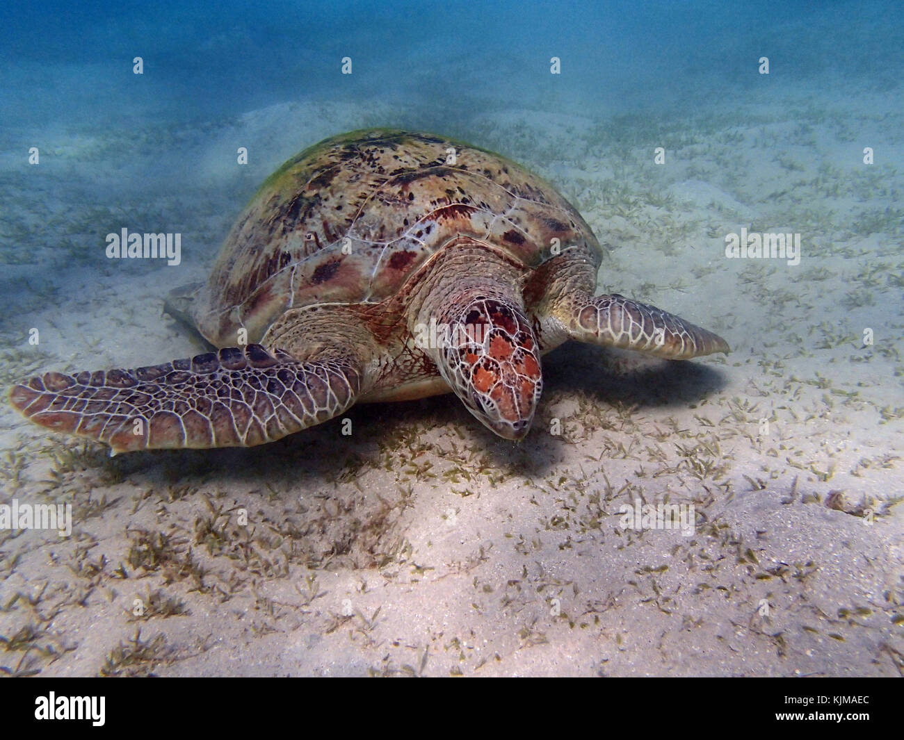 turtle in the red sea Stock Photo - Alamy