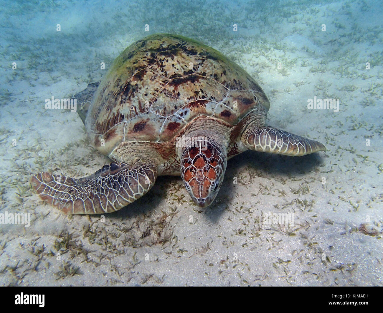 turtle in the red sea Stock Photo - Alamy
