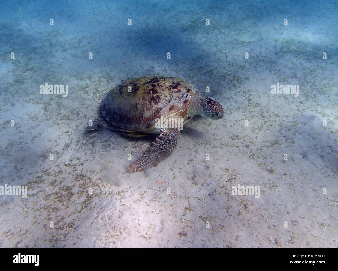 turtle in the red sea Stock Photo - Alamy