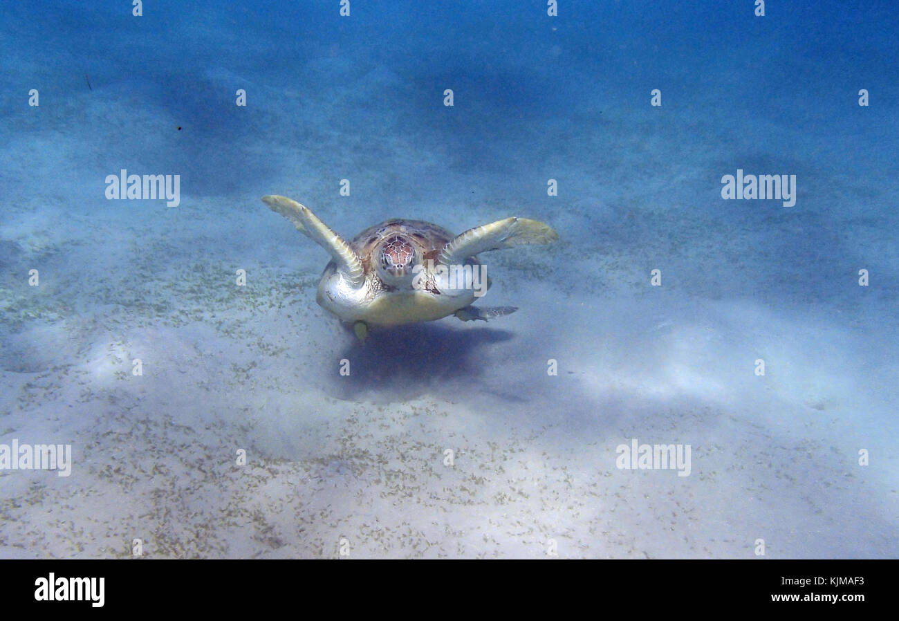 turtle in the red sea Stock Photo - Alamy
