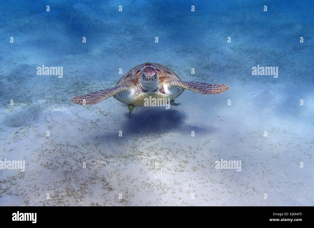 turtle in the red sea Stock Photo - Alamy