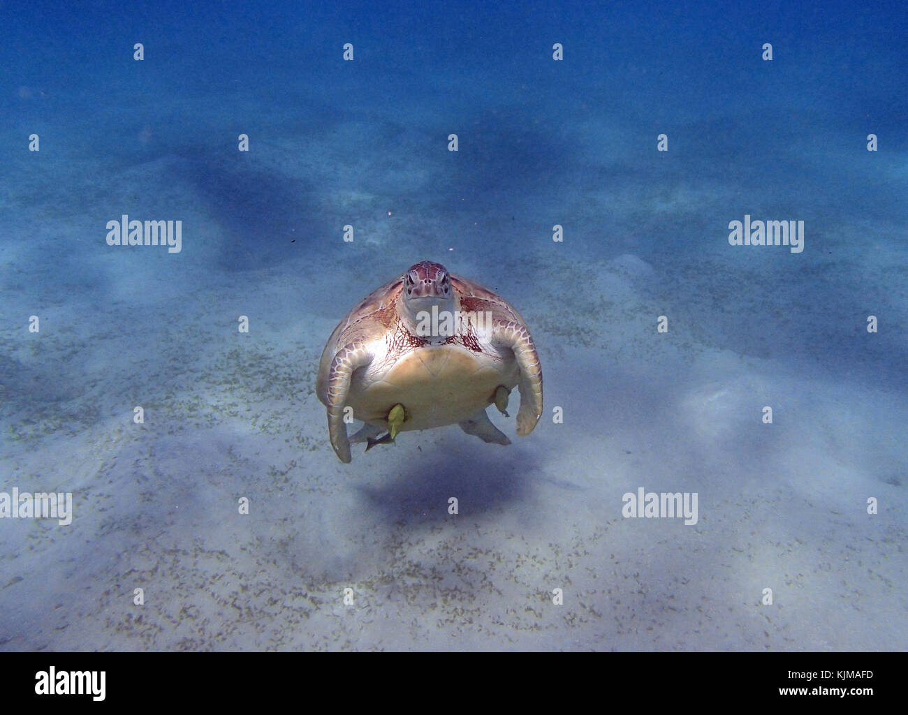 turtle in the red sea Stock Photo - Alamy