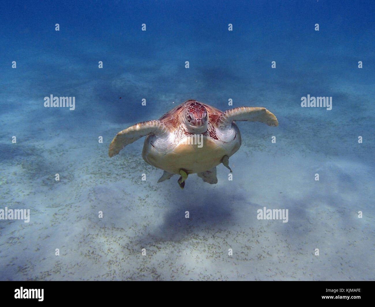 turtle in the red sea Stock Photo - Alamy