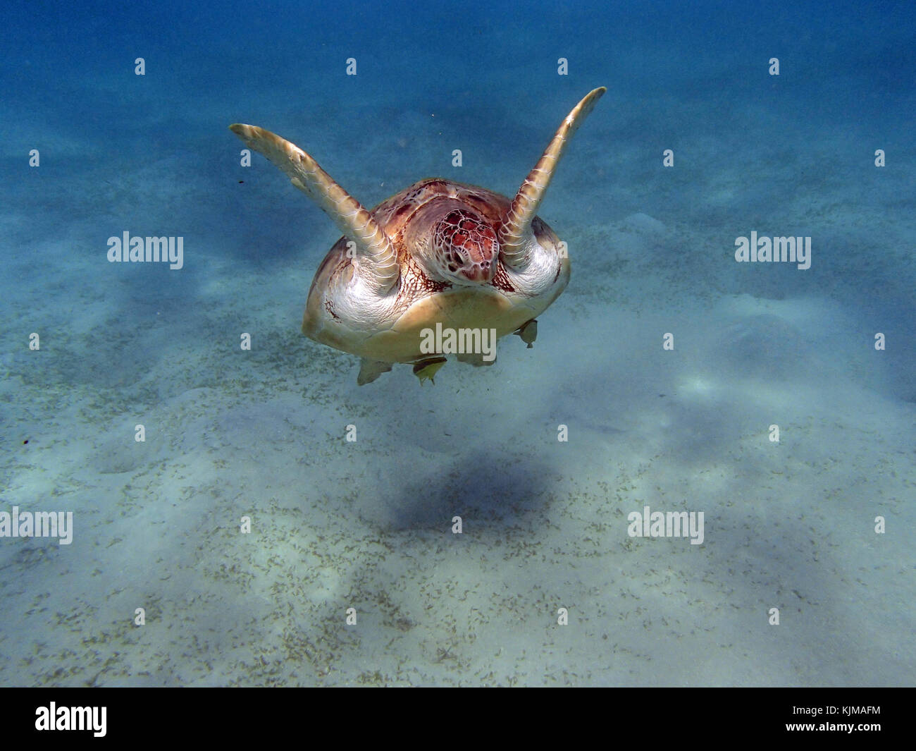 turtle in the red sea Stock Photo - Alamy