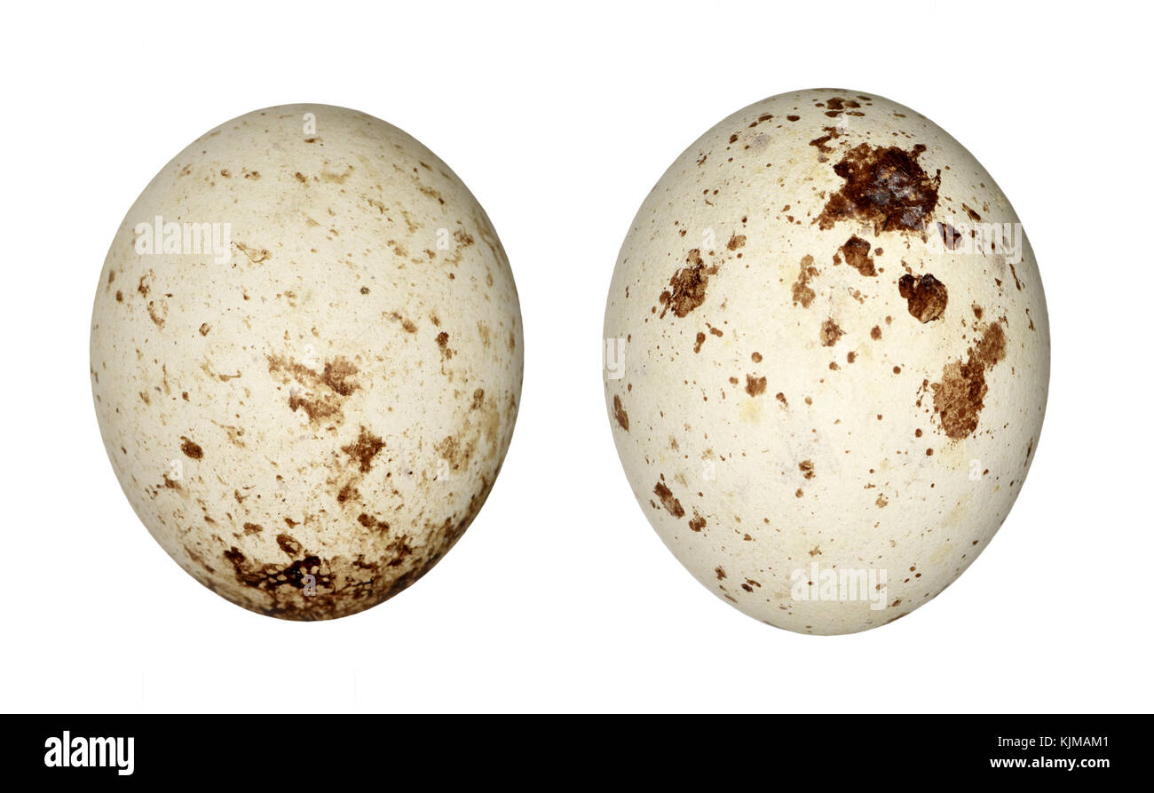 Buzzard (buteo buteo) eggs hi-res stock photography and images - Alamy